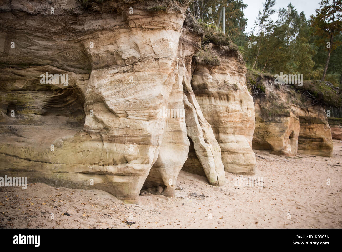 A beautiful sandstone shore landscape. Trees growing on a sandstone ...