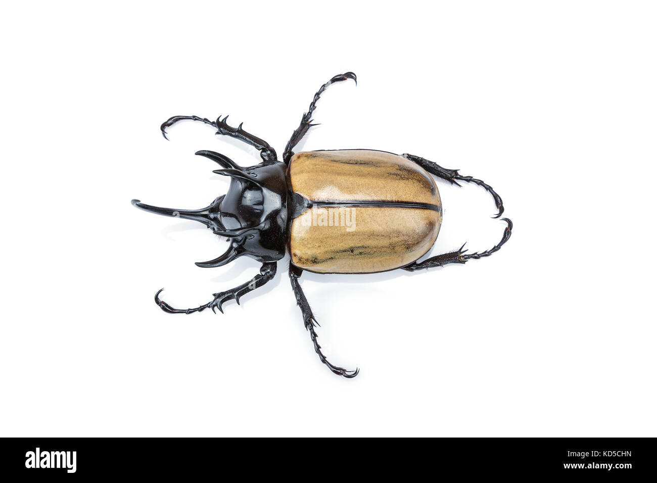 Closeup Rhinoceros beetle isolated on white background Stock Photo - Alamy
