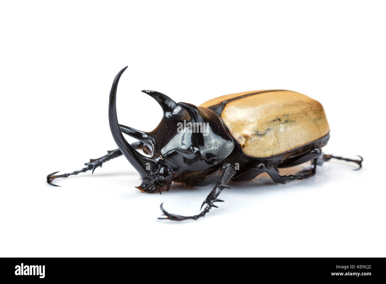 Closeup Rhinoceros beetle isolated on white background Stock Photo - Alamy