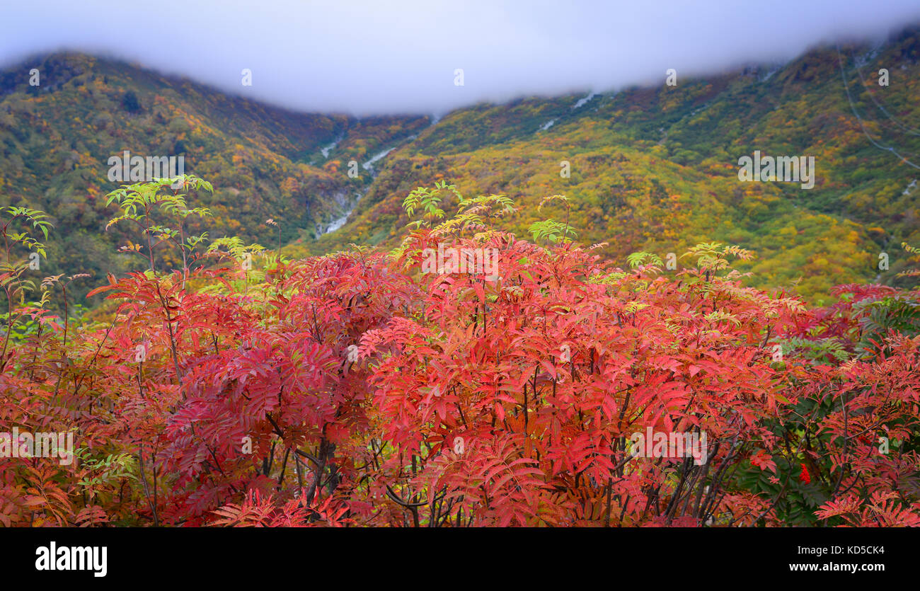 Autumn trees on Mount Tate in Toyama Prefecture, Japan Stock Photo - Alamy