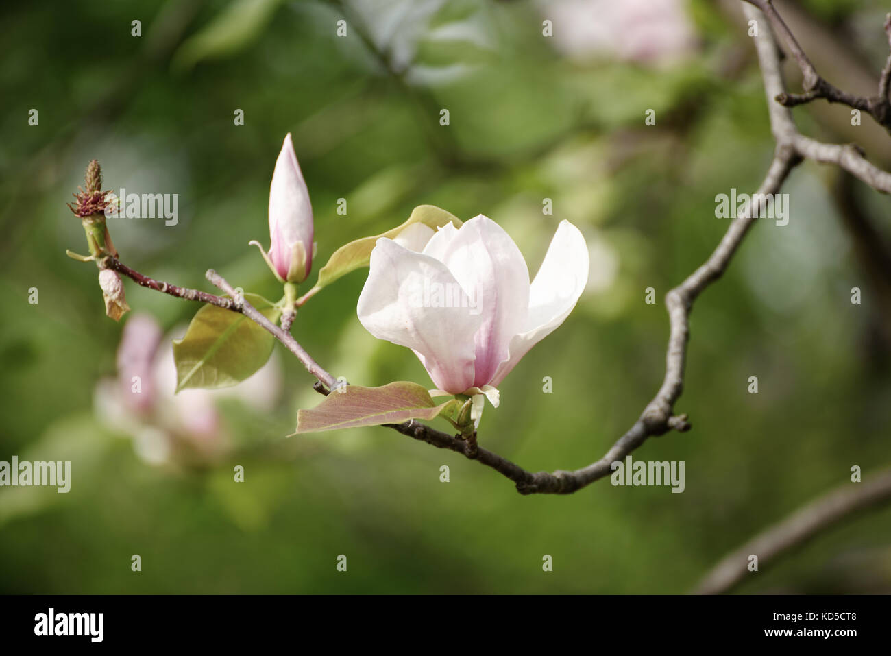 Magnolia spring flowers Stock Photo - Alamy