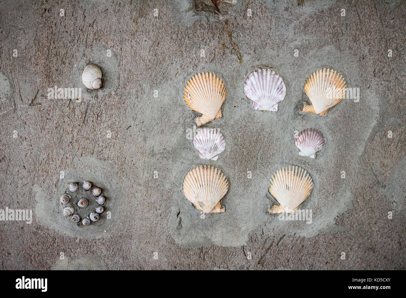 Wall mortar shell pattern Stock Photo - Alamy