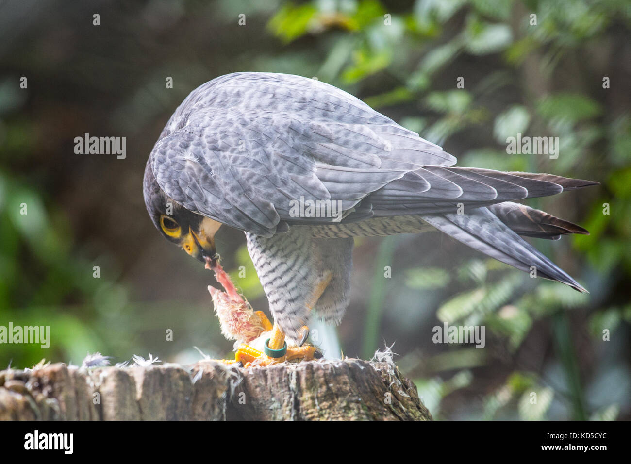 falcon eating chicks Stock Photo - Alamy