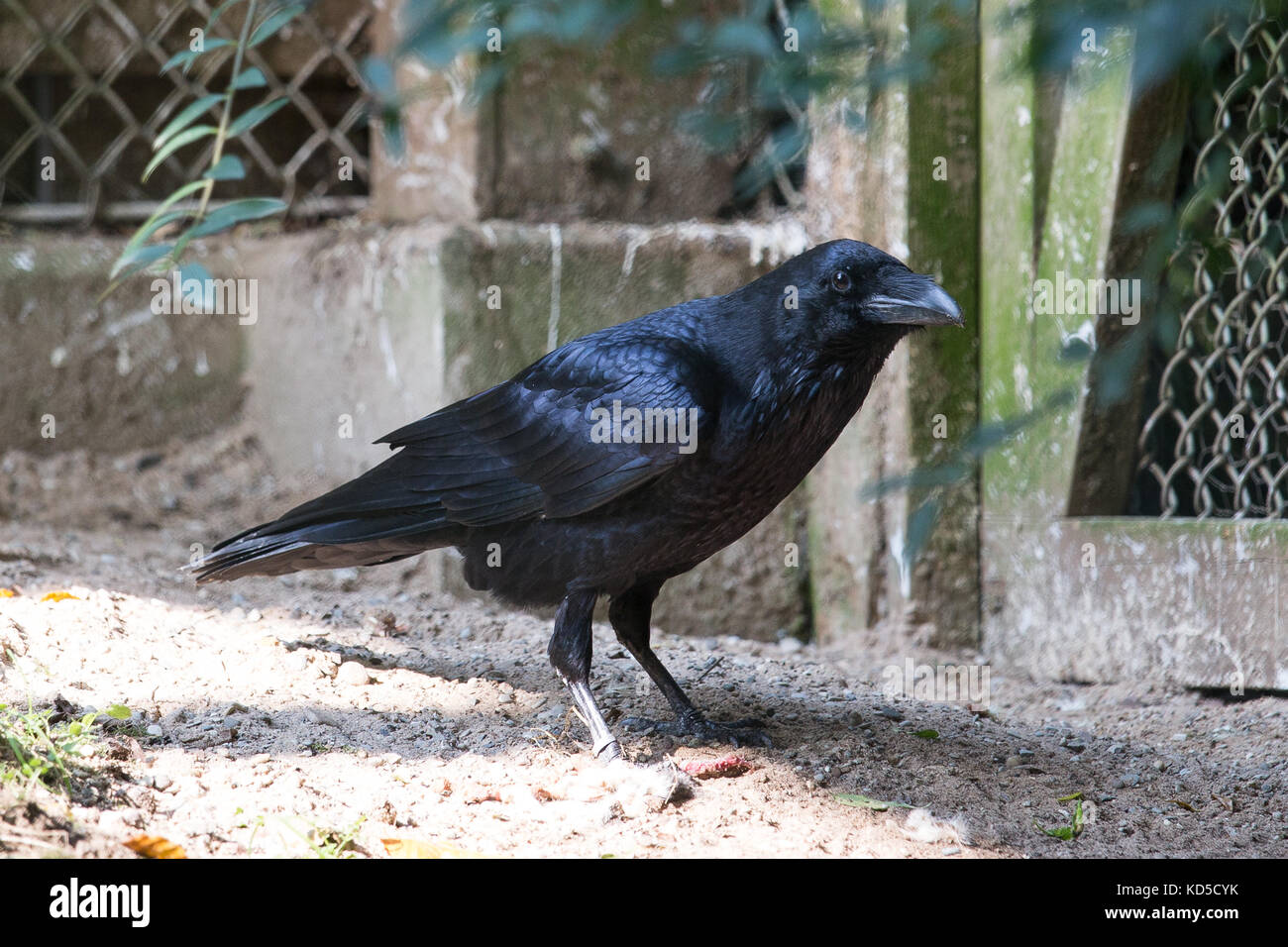 Raven pictures hi-res stock photography and images - Alamy