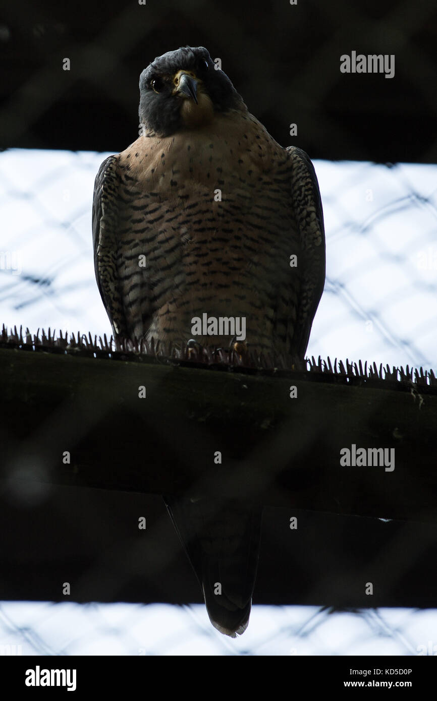 Wing bird speed fast hi-res stock photography and images - Alamy