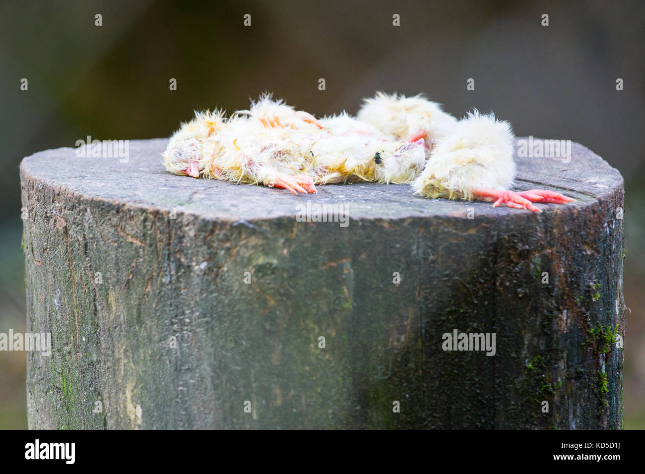 Dead chicken hi-res stock photography and images - Alamy