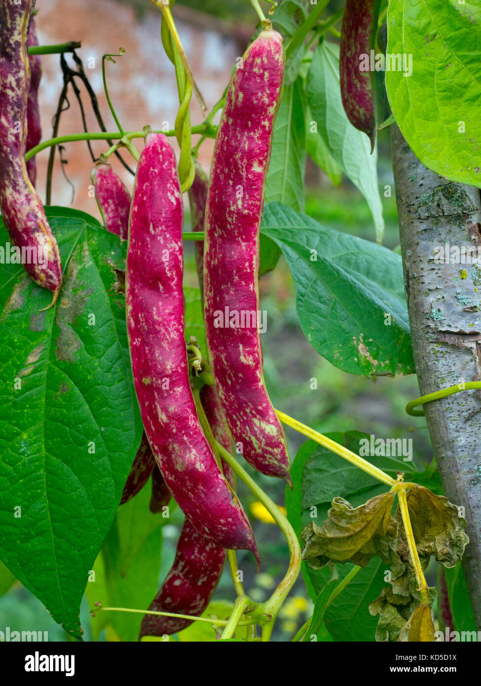 French bean ‘borlotto lingua di fuoco’ hi-res stock photography and ...