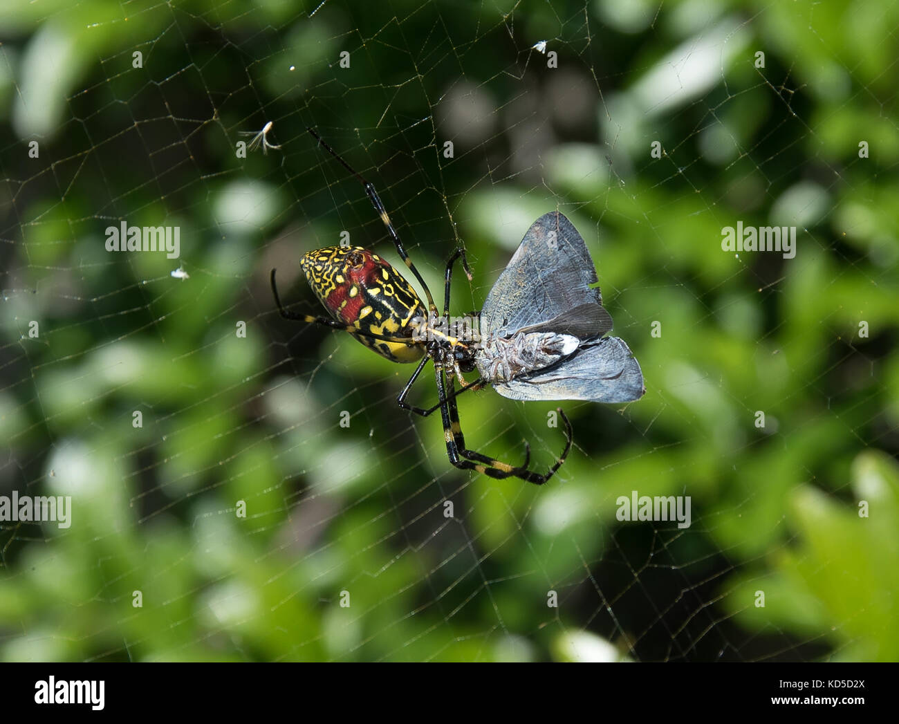 A silk spide hunting moths Stock Photo - Alamy