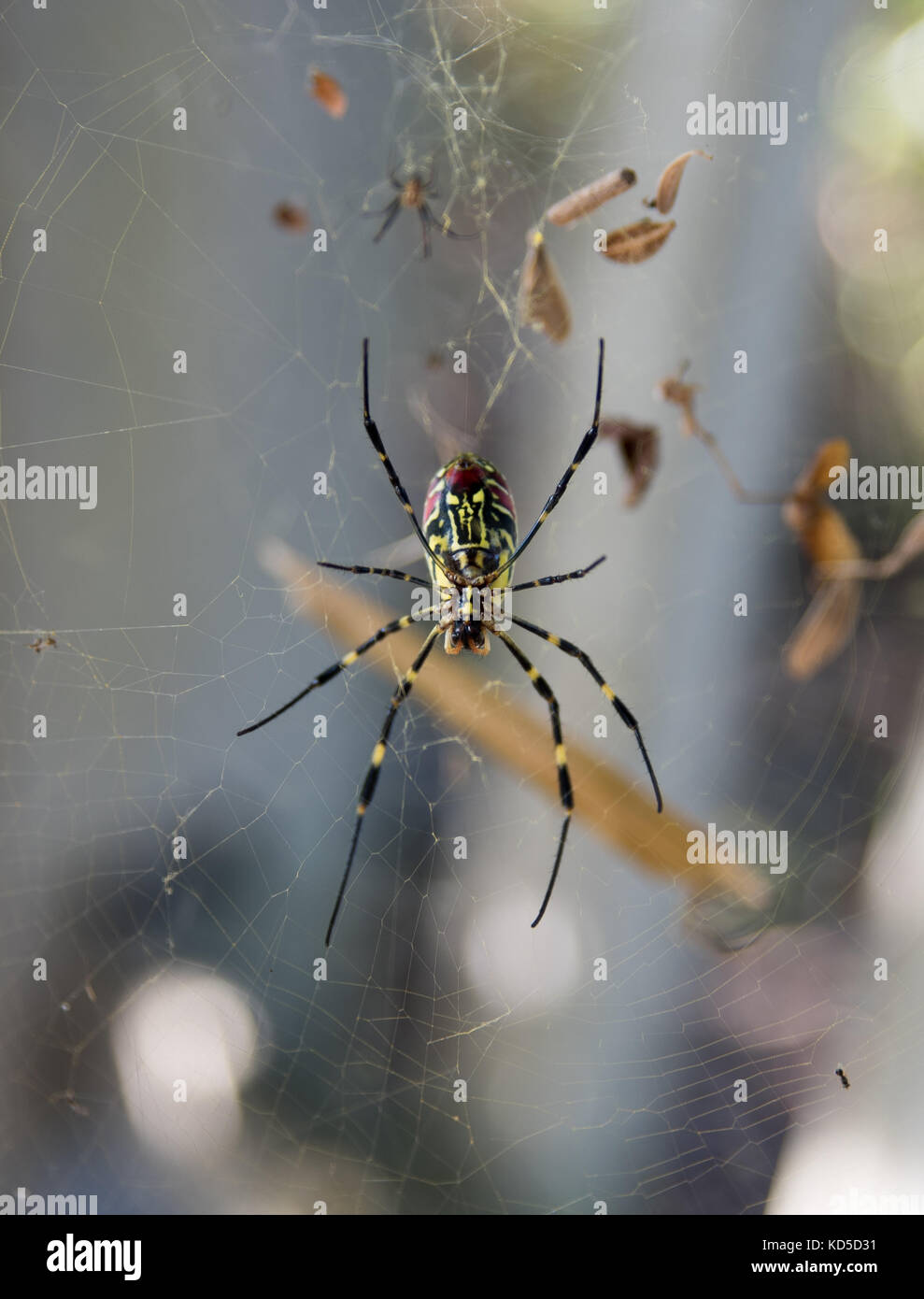 A silk spider on the web Stock Photo - Alamy