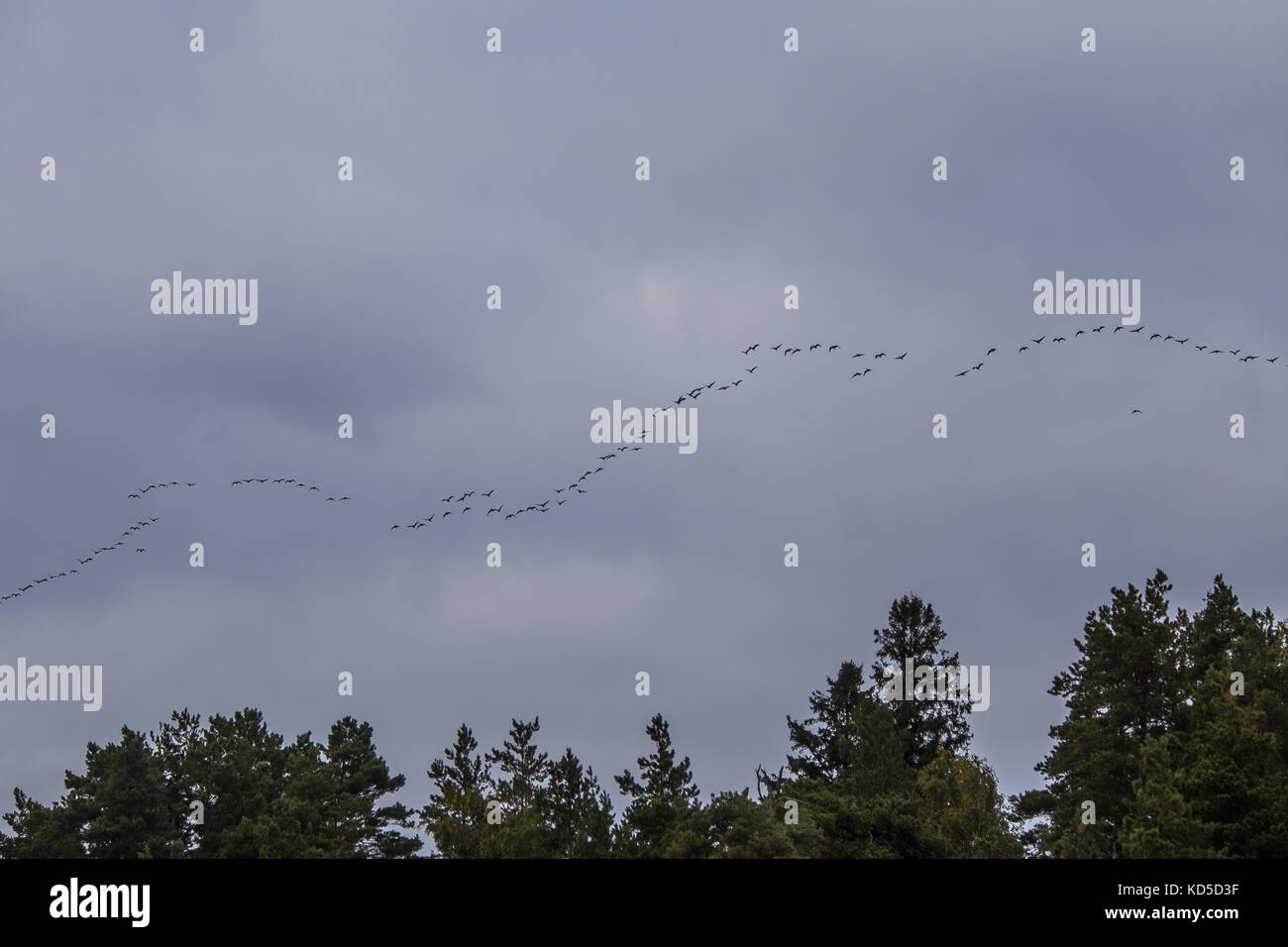 A beautiful scenery with a migratory birds flying above the sea. Bird ...
