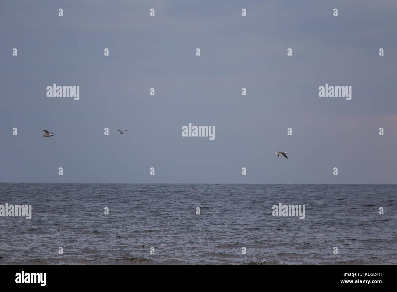 A beautiful scenery with a migratory birds flying above the sea. Bird ...