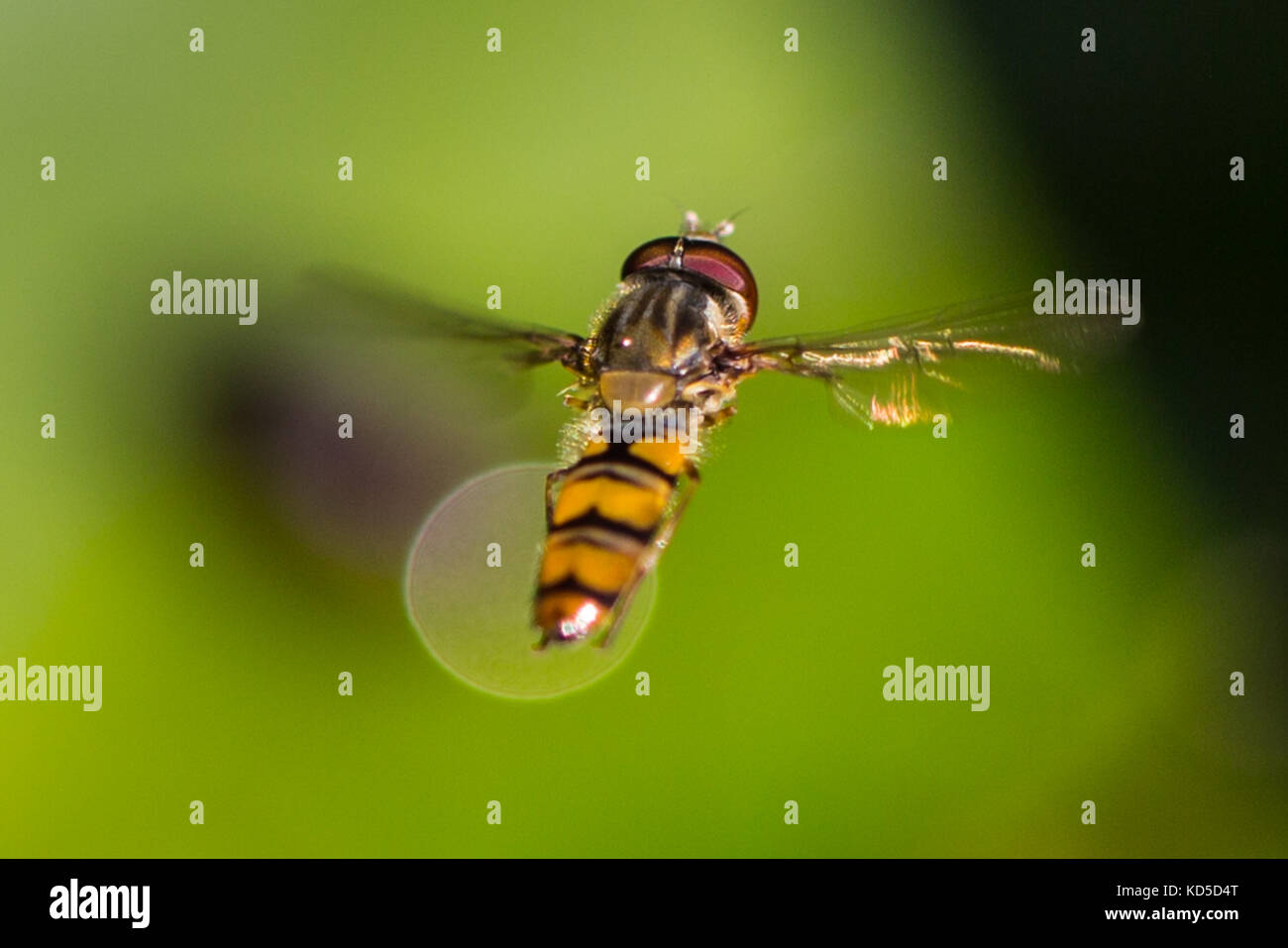 Bee floating hi-res stock photography and images - Alamy