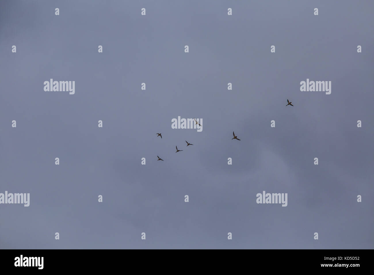 A beautiful scenery with a migratory birds flying above the sea. Bird ...
