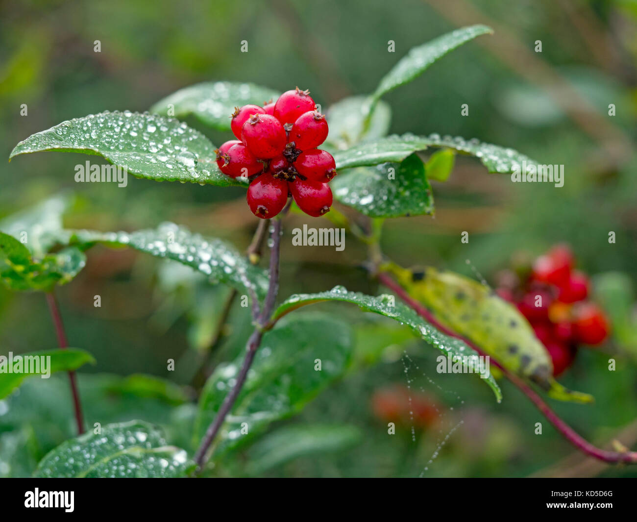 Honeysucke Lonicera periclymenum berries Stock Photo - Alamy