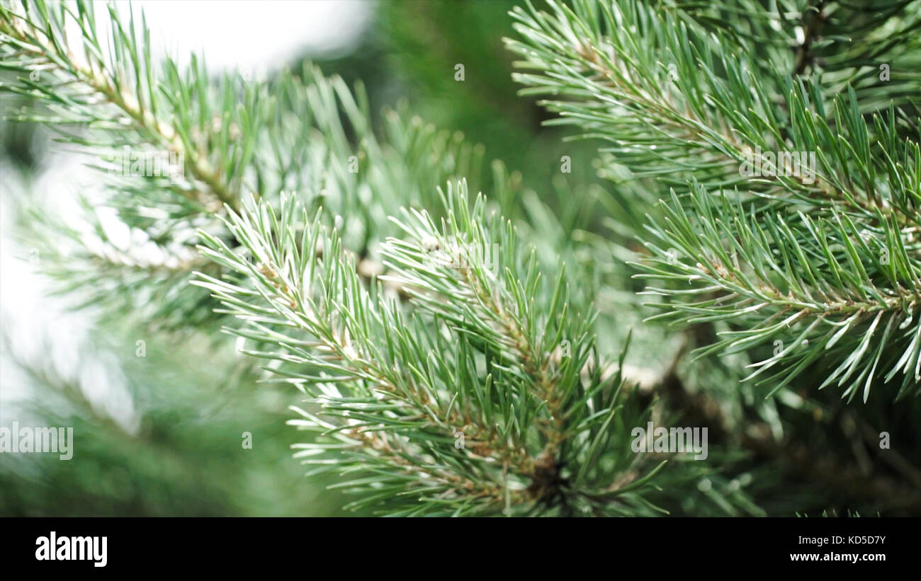 Green prickly branches of a fur-tree or pine. Nice fir branches. Close ...