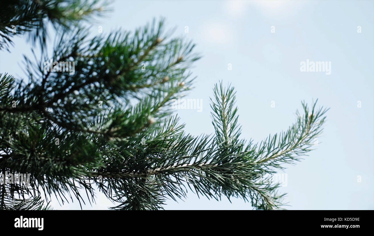Green prickly branches of a fur-tree or pine. Nice fir branches. Close ...