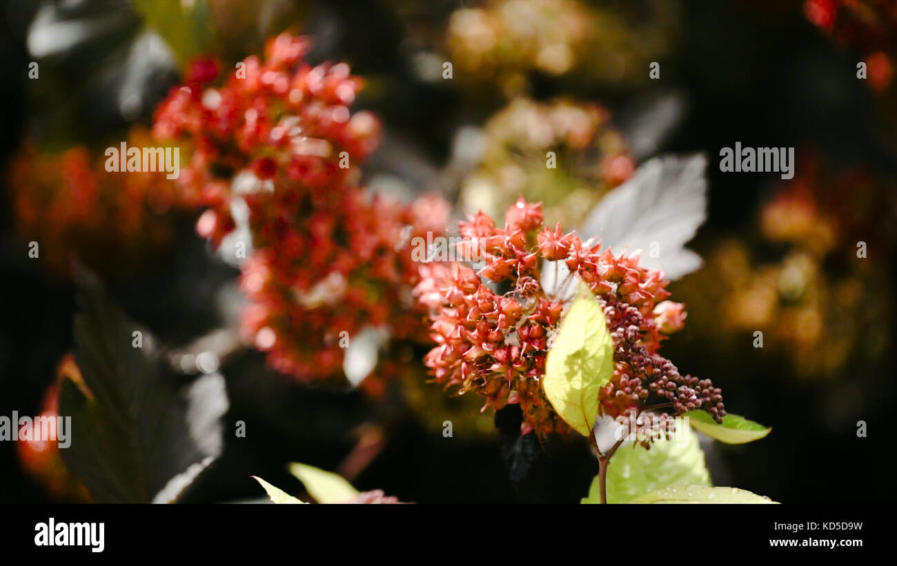 Beautiful Branch with red flowers. Tree with red flowers waving gently ...