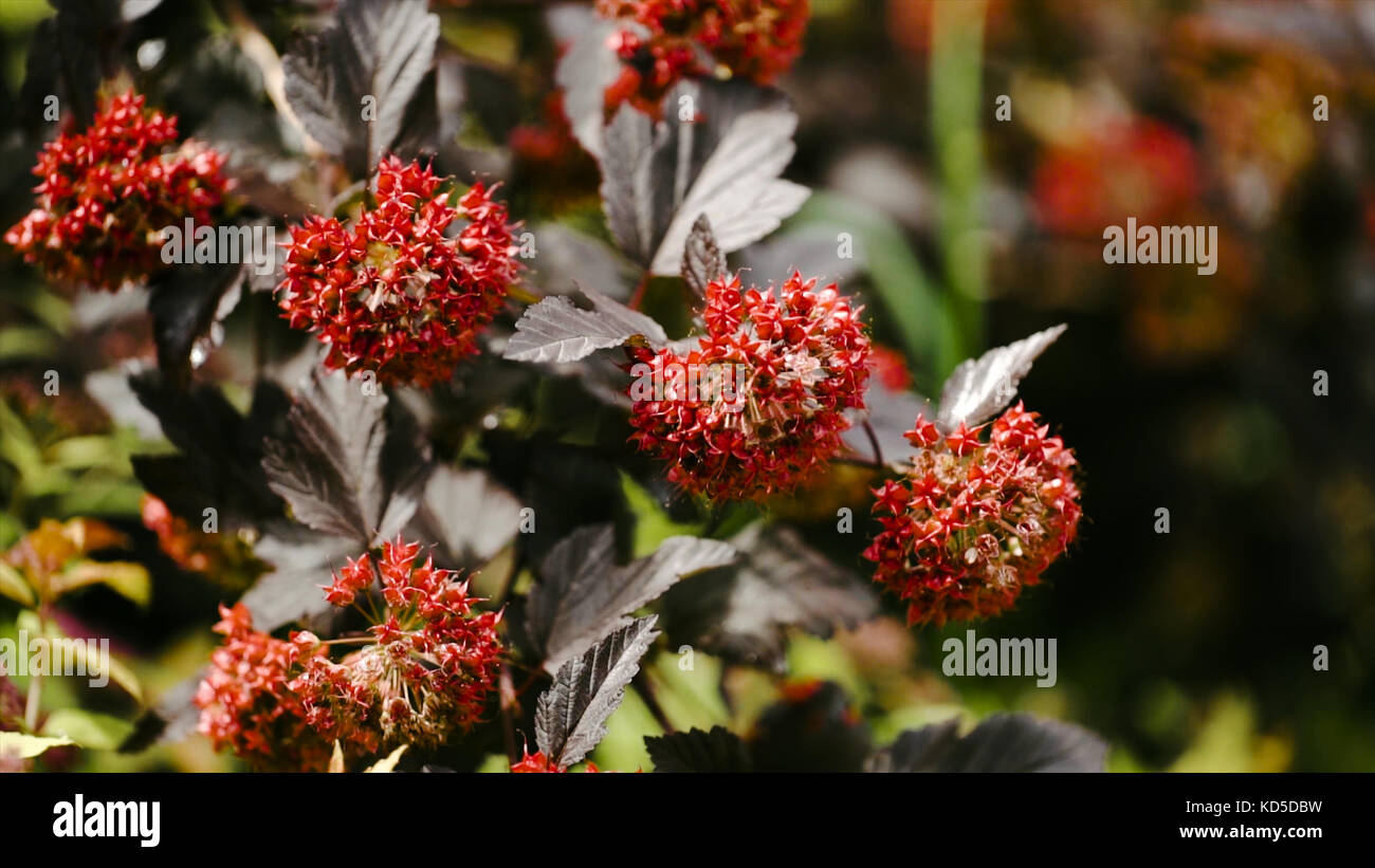 Beautiful Branch with red flowers. Tree with red flowers waving gently ...