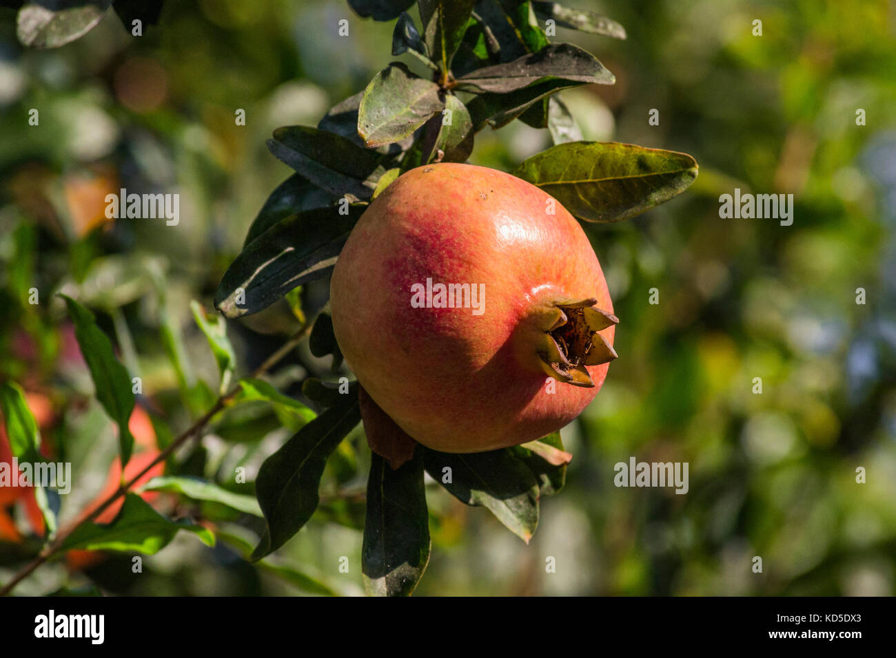 Pomegranate on the tree branch - Israel Stock Photo - Alamy