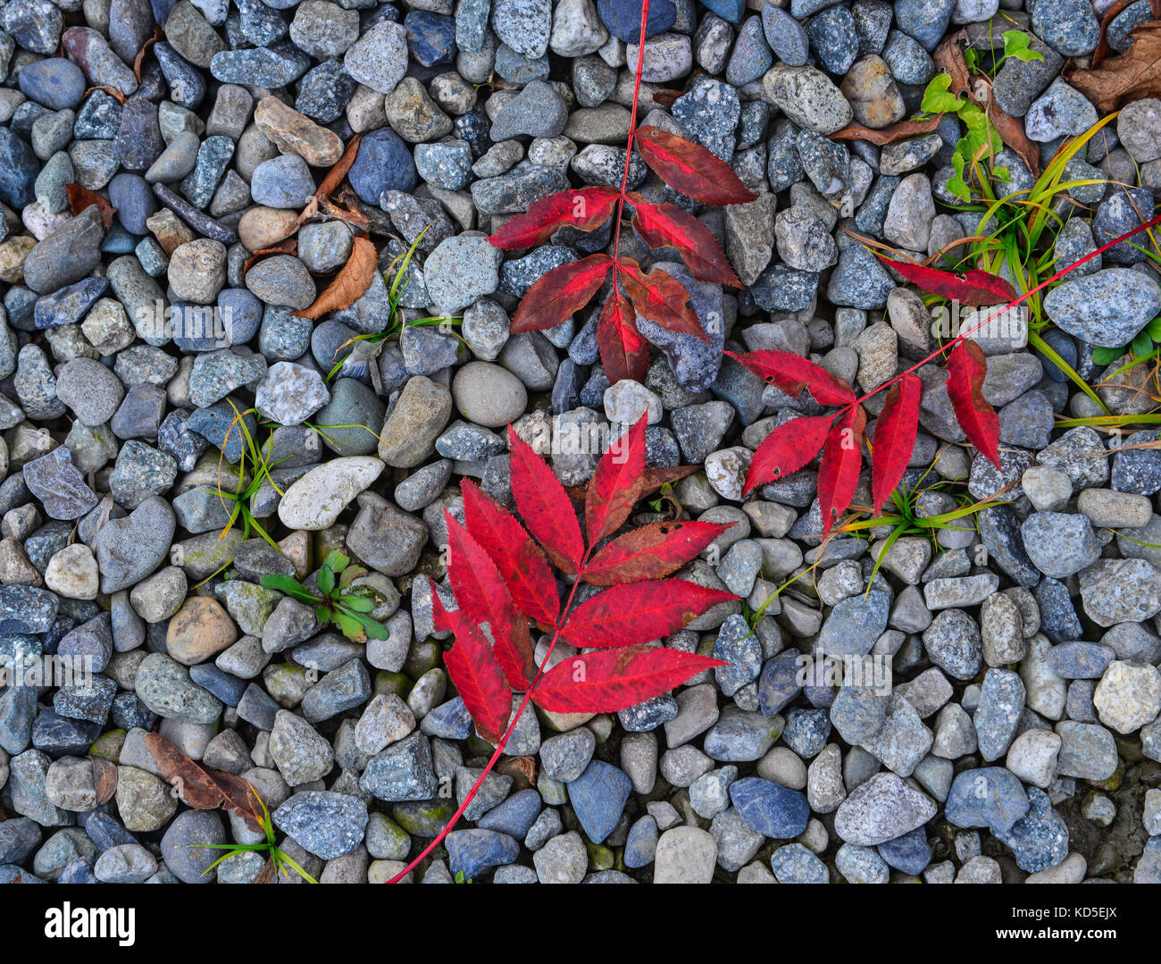 Fallen autumn leaves on the rocks in national park. Nature background ...