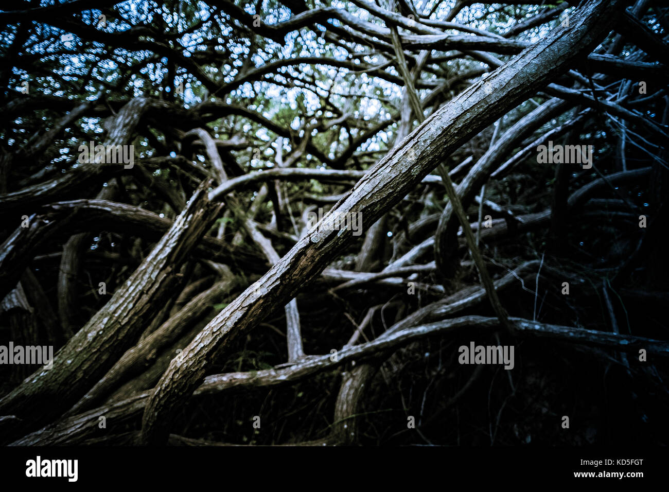 roots and branches of trees in deep forest Stock Photo - Alamy