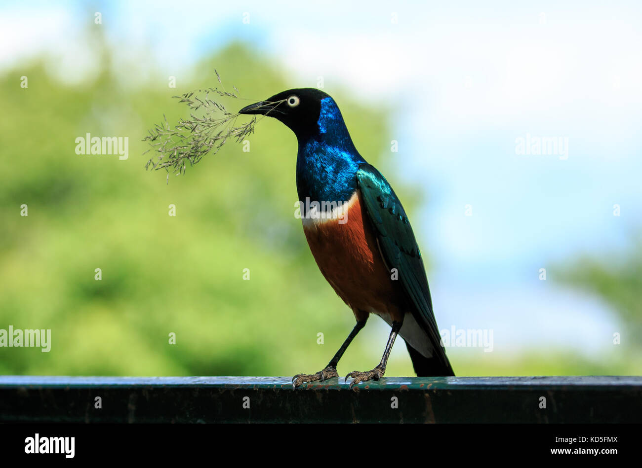Super Starling - Lamprotornis superbus Stock Photo - Alamy
