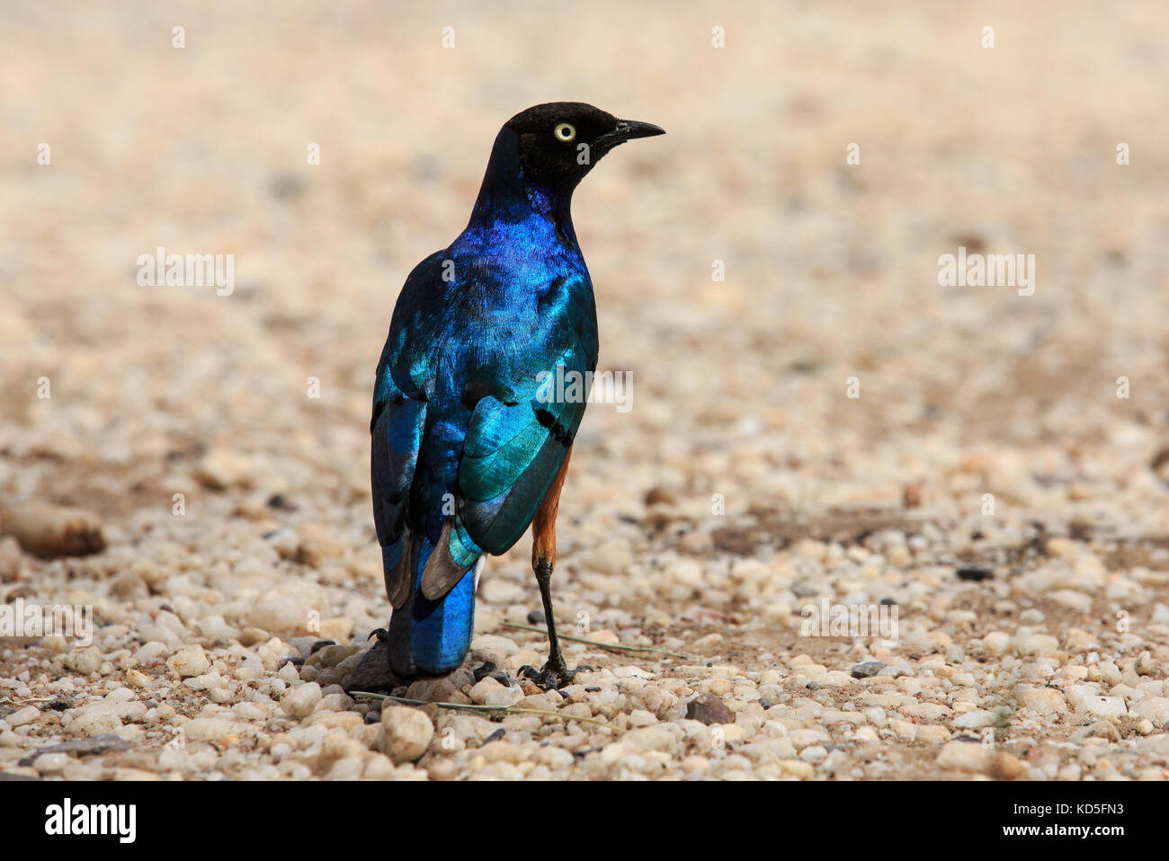 Super Starling - Lamprotornis superbus Stock Photo - Alamy