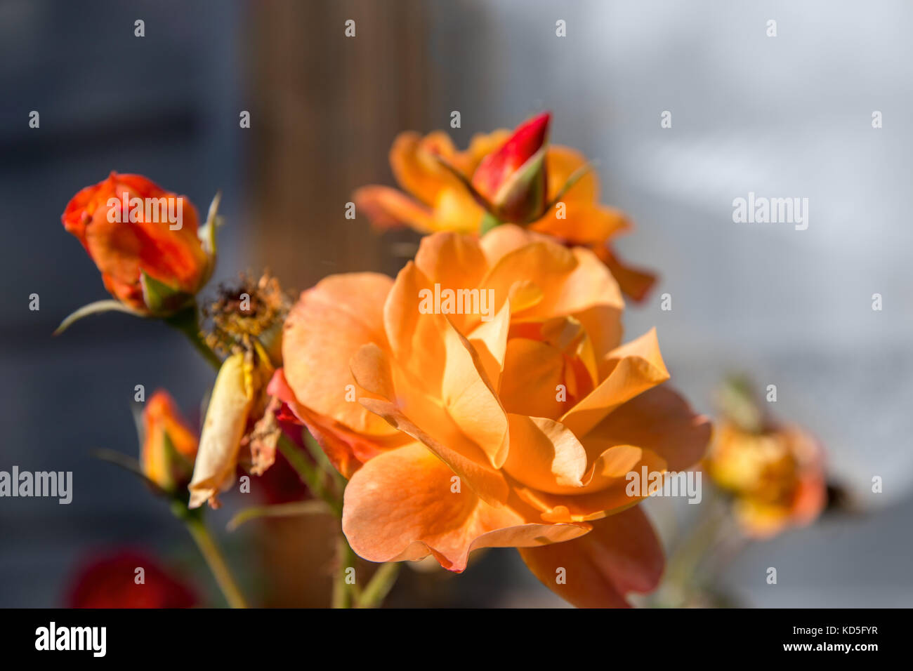 Beautiful blossoming rose bush near window on wall Stock Photo - Alamy