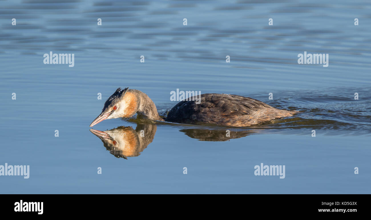 Grebe gliding hi-res stock photography and images - Alamy