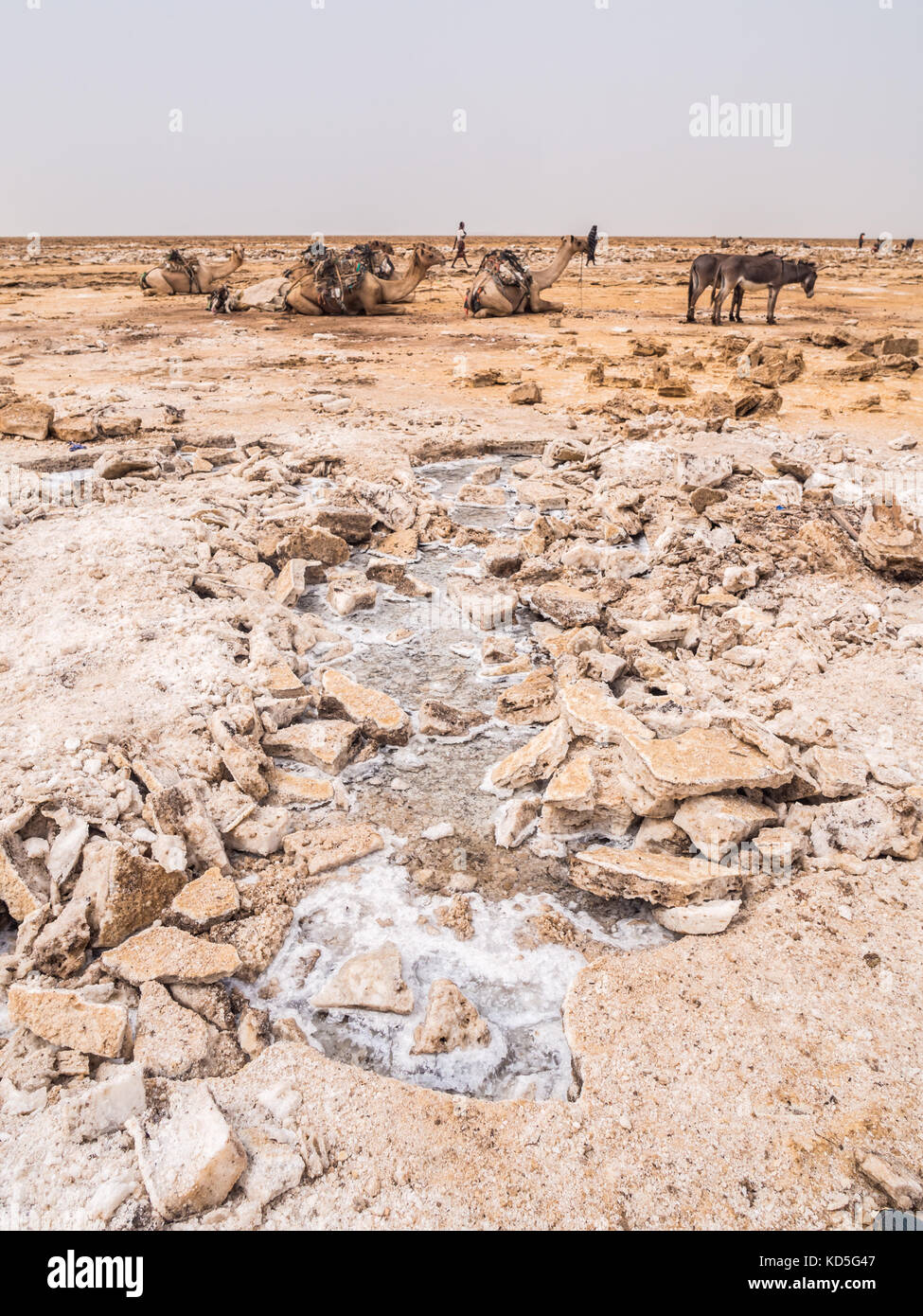 DANAKIL DEPRESSION, ETHIOPIA - JUNE 29, 2016: Afar man mining salt from ...