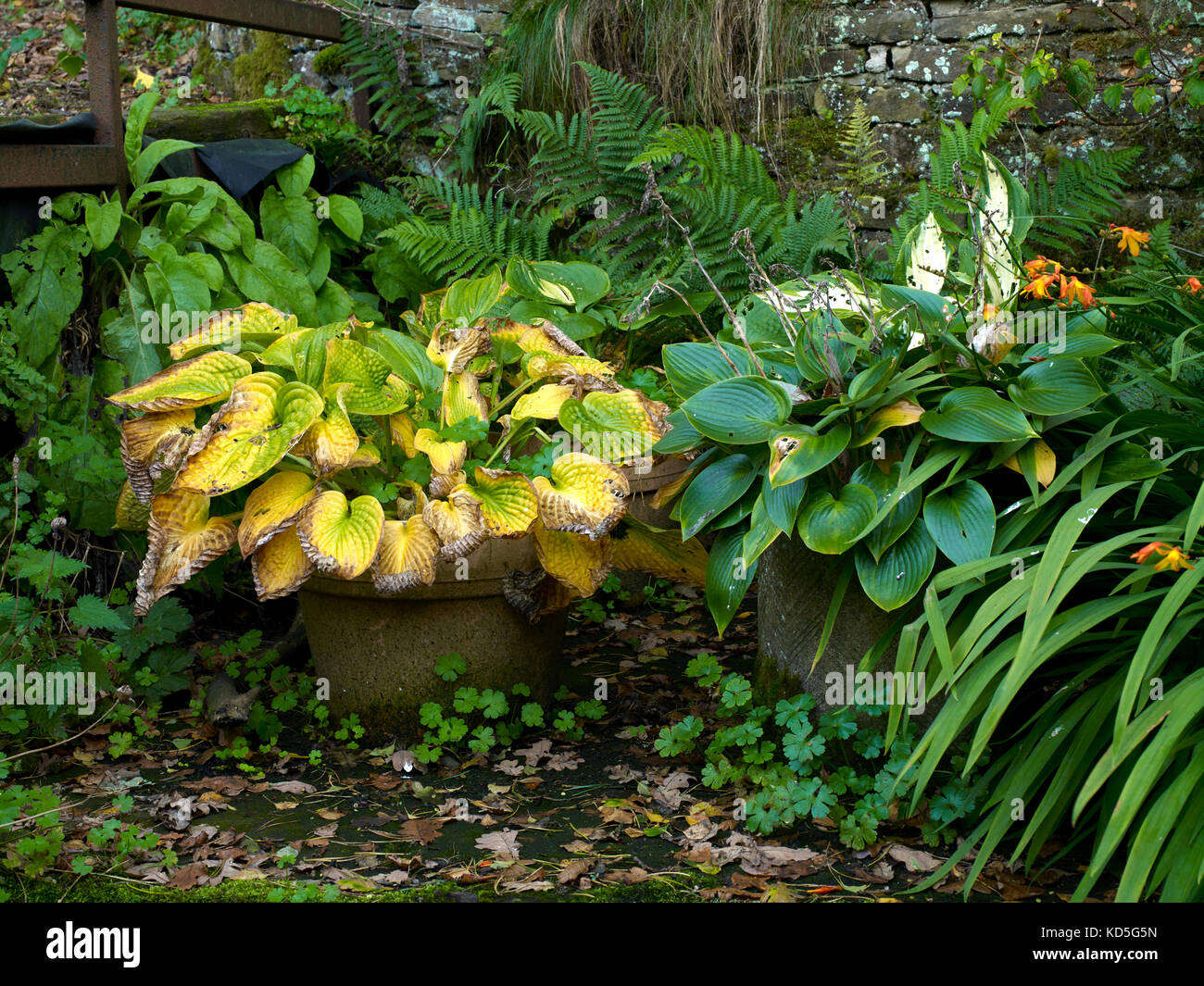 Autumn wilting and colourful Hostas in a less than pristine Nidderdale ...