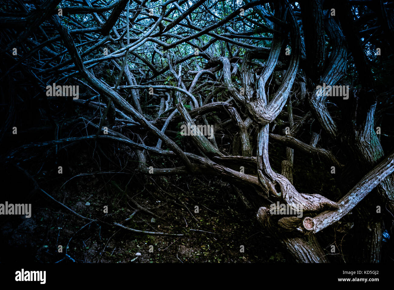 roots and branches of trees in deep forest Stock Photo - Alamy