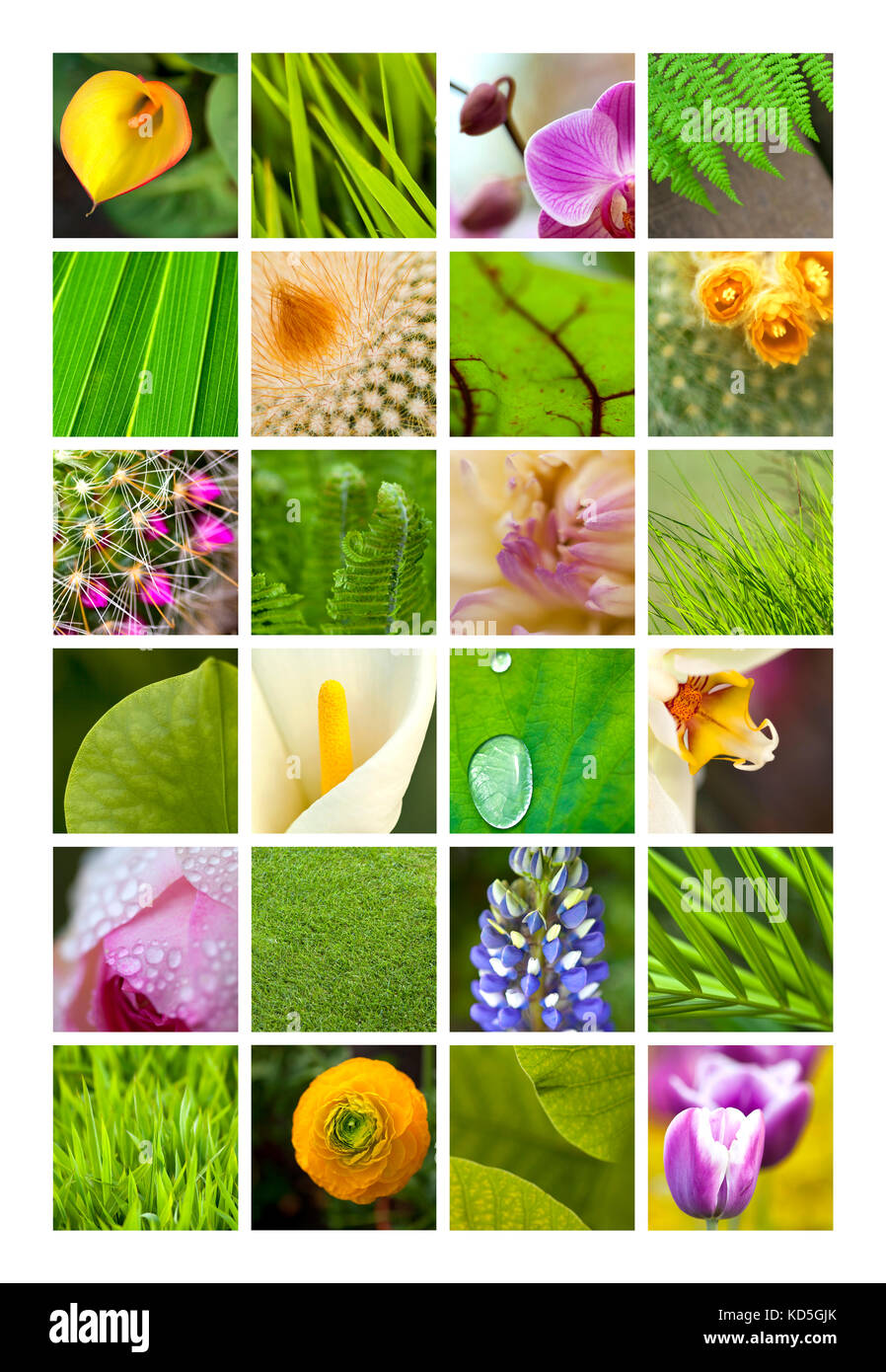 Colorful flowers and leaves on a collage Stock Photo - Alamy