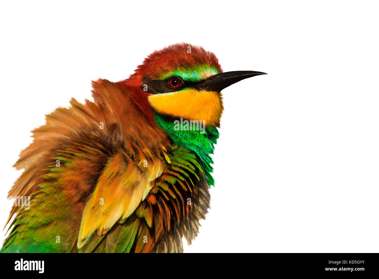 Exotic colored bird isolated on a white background Stock Photo - Alamy