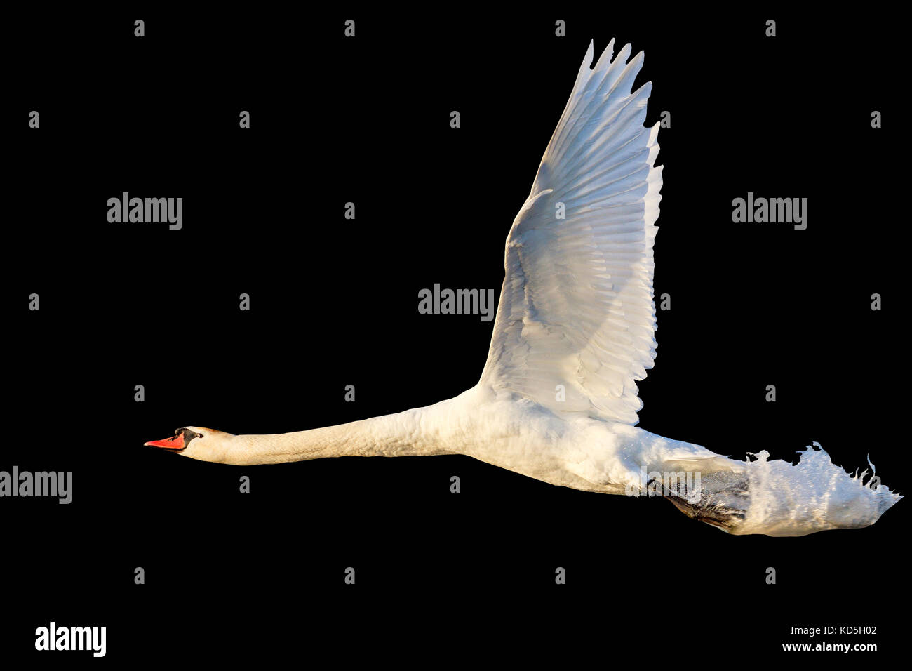 swan flies with splashes of water isolated on black Stock Photo - Alamy