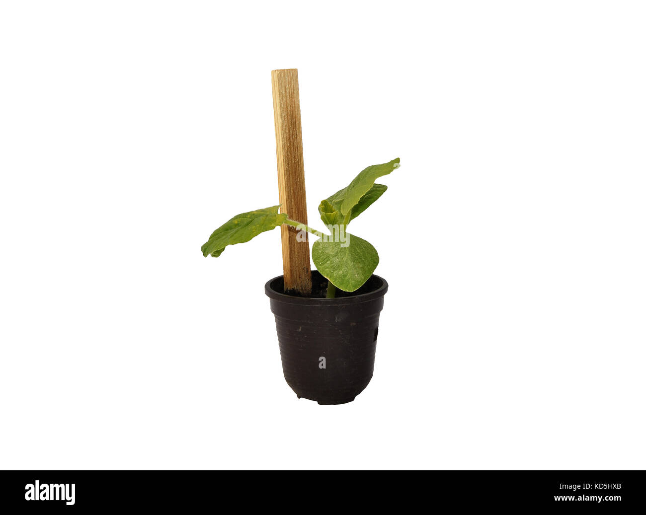 Zucchini courgette growing Cut Out Stock Images & Pictures - Alamy