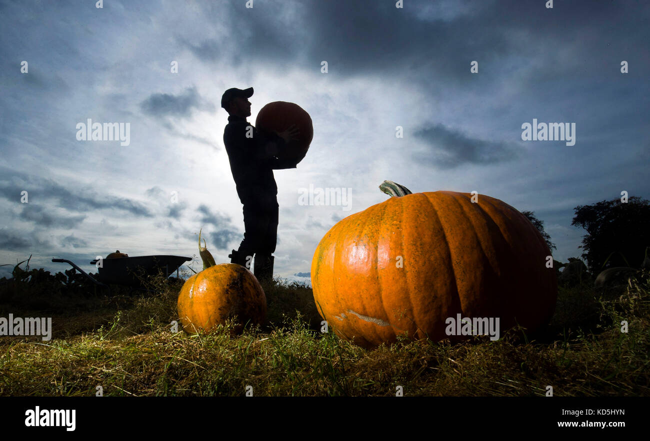 Tom Hoggard harvests pumpkins at Howe Bridge Farm in Yorkshire, ahead ...