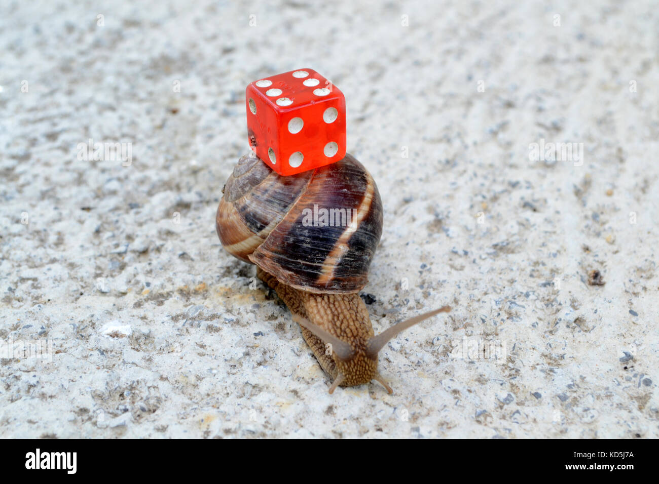 Chance in coming slow. Picture of a red dice on a snail shell Stock ...