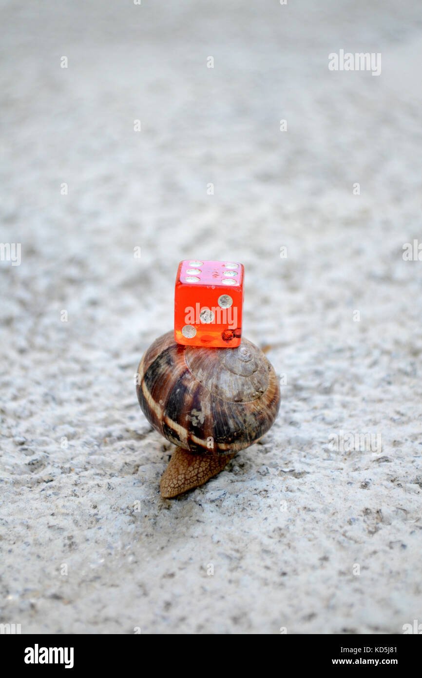 Chance in coming slow. Picture of a red dice on a snail shell Stock ...