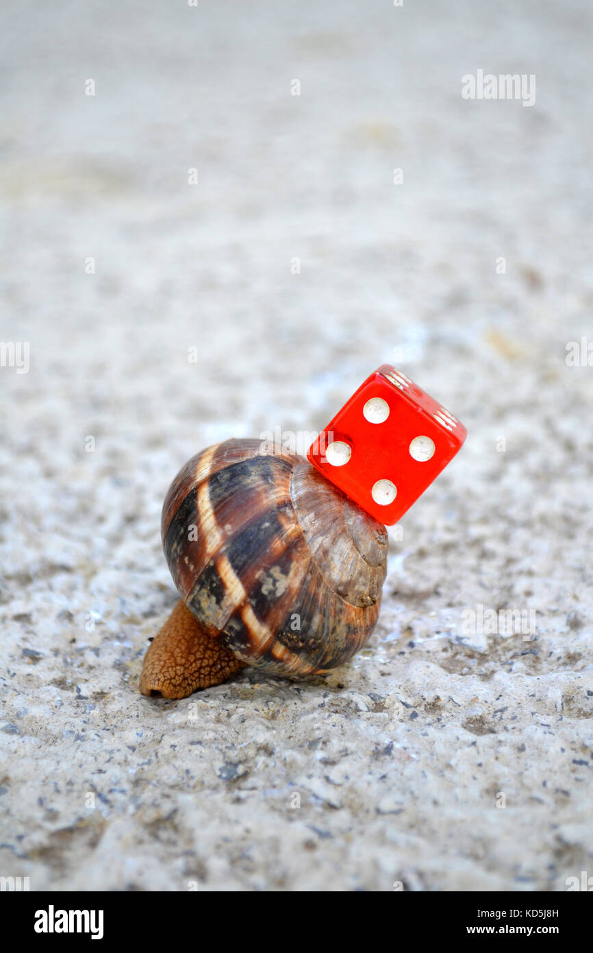 Chance in coming slow. Picture of a red dice on a snail shell Stock ...