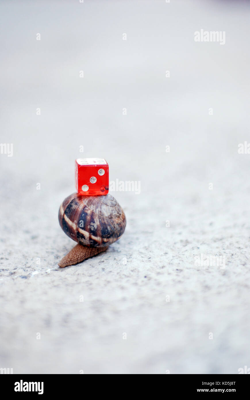 Chance in coming slow. Picture of a red dice on a snail shell Stock ...