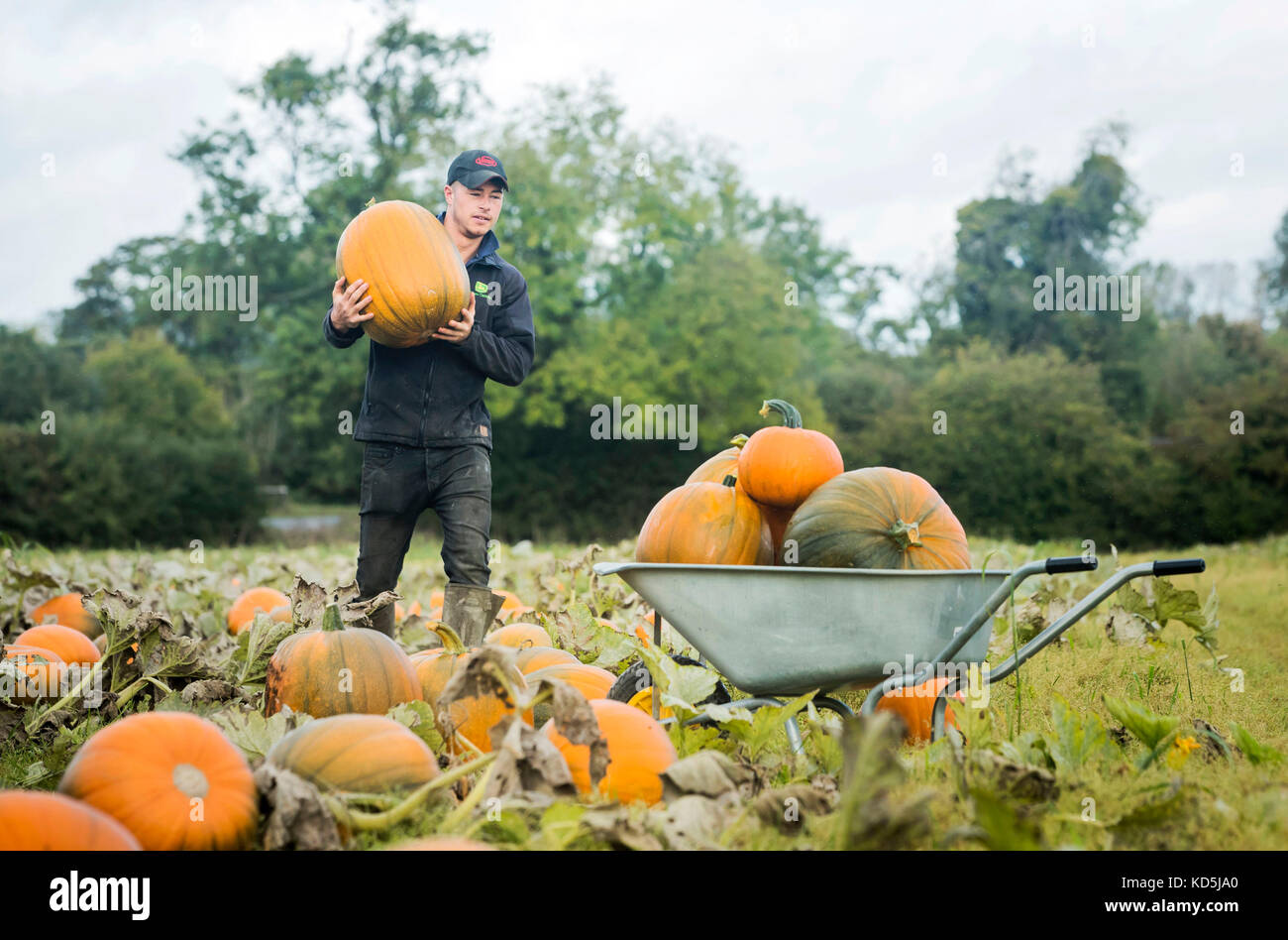 Tom Hoggard harvests pumpkins at Howe Bridge Farm in Yorkshire, ahead ...