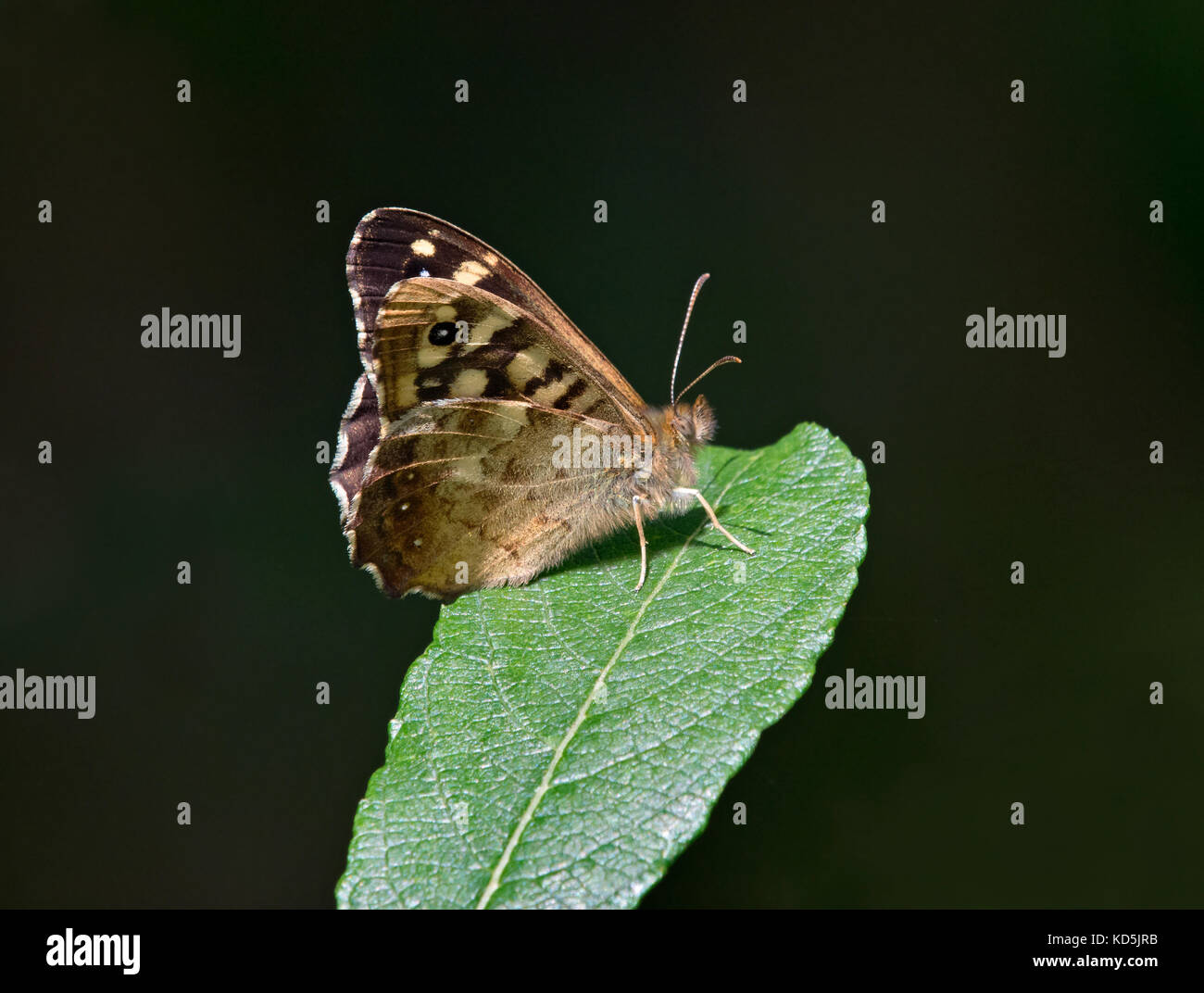 Pararge aegeria hi-res stock photography and images - Alamy