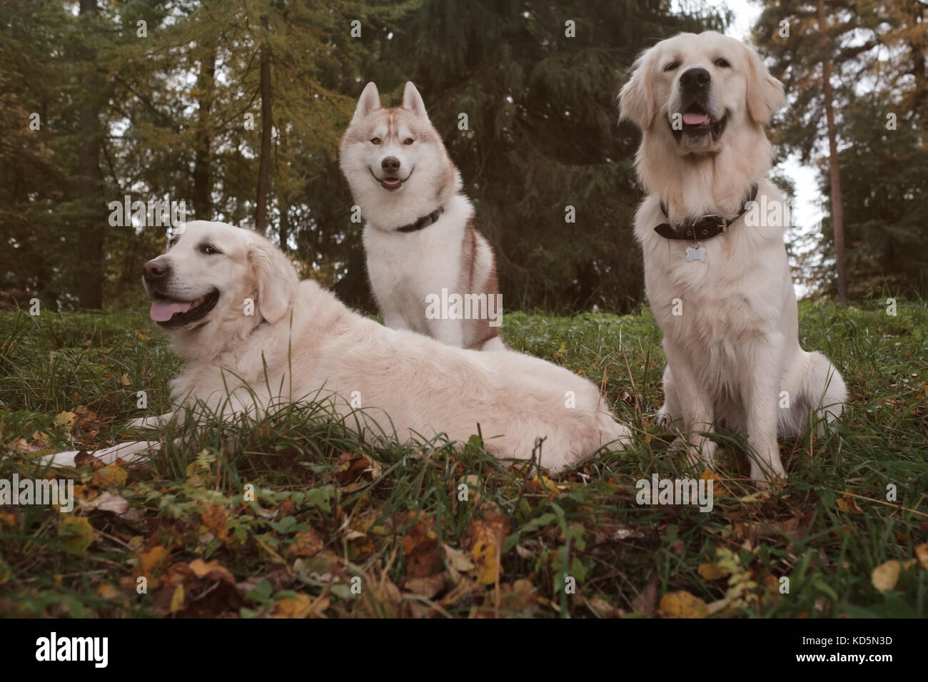 Three dogs Siberian Husky and Golden Retrievers are sitting in autumn ...