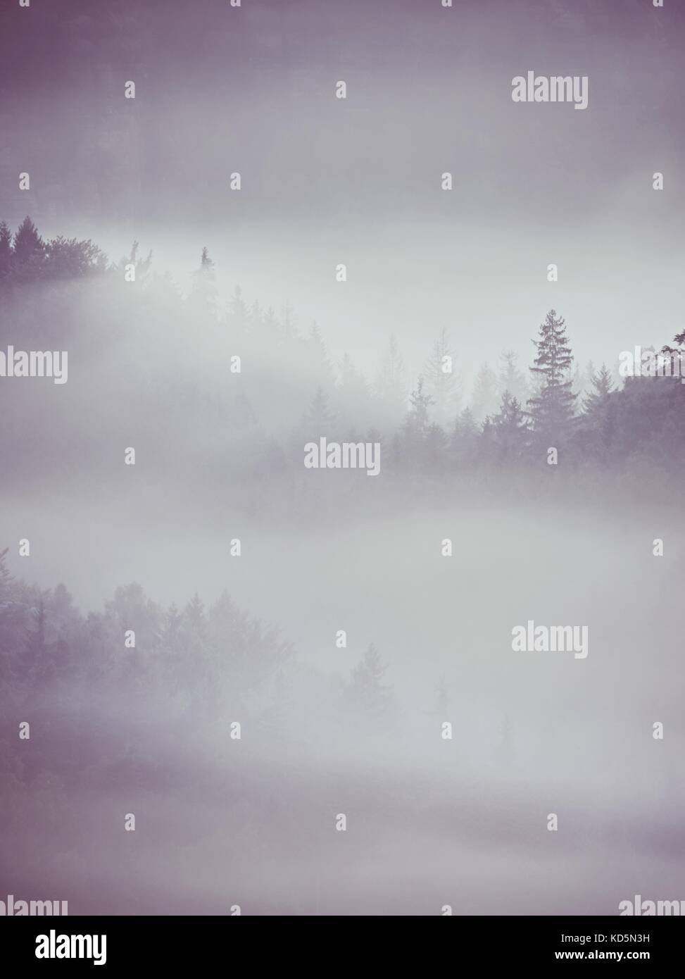 Stripped colorful mist. Summer forest after heavy rainy night. Treetops ...