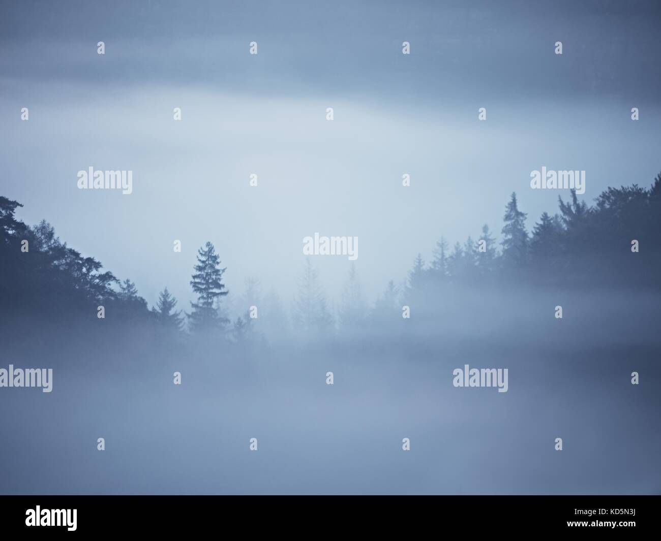 Stripped colorful mist. Summer forest after heavy rainy night. Treetops ...