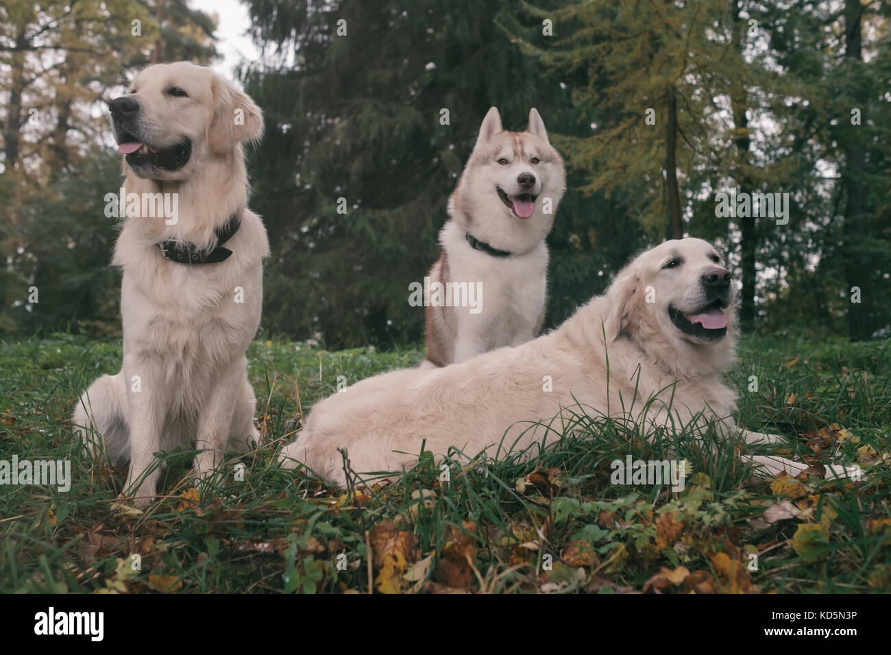 Siberian Retriever White
