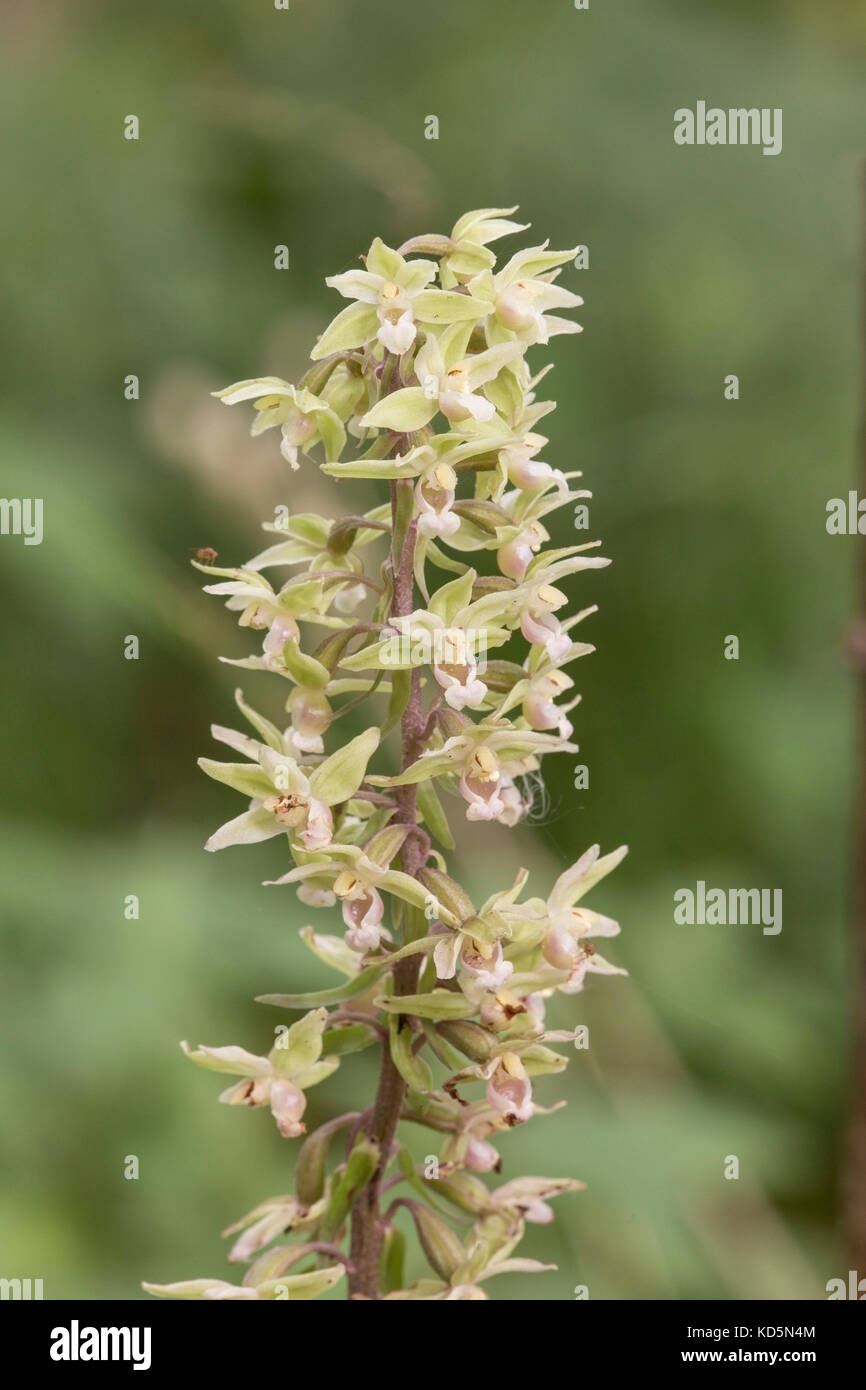 violet helleborine Epipactis purpurata plants groeing in shaded ...