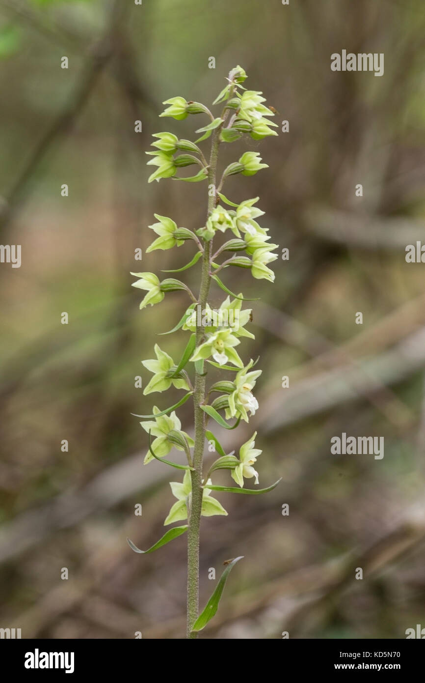 violet helleborine Epipactis purpurata plants groeing in shaded ...