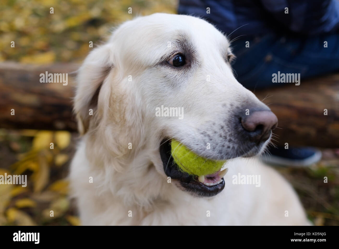 A handsome young Golden Retriever dog ready to play baseball. He is ...